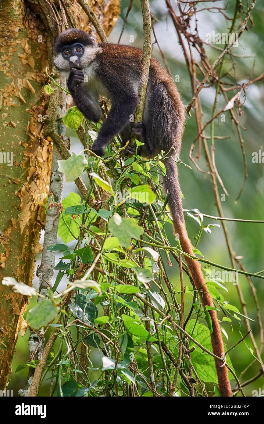Tail monkey hi-res stock photography and images - Alamy
