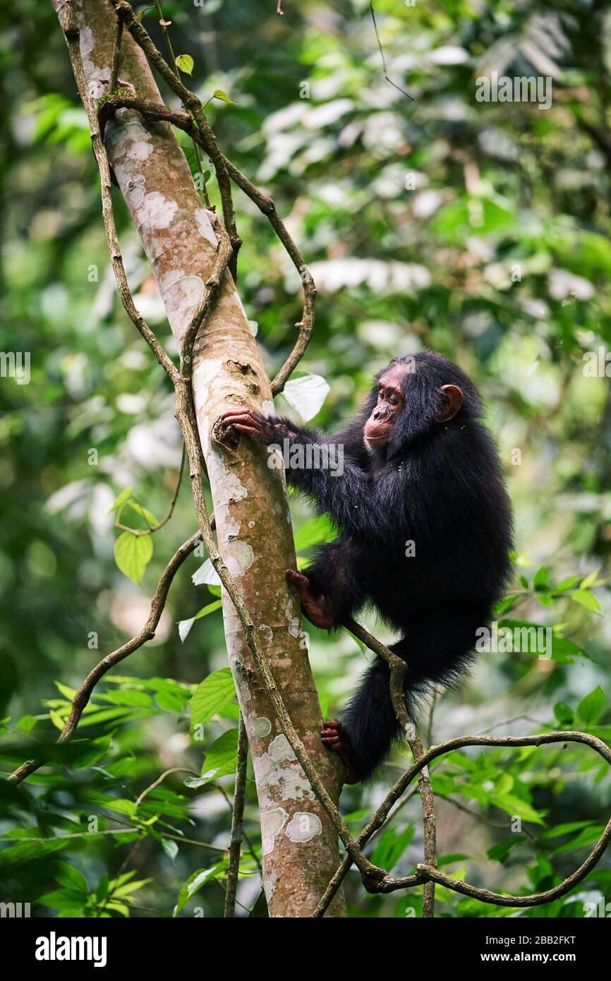 Chimpanzee Climbing High Resolution Stock Photography and Images - Alamy