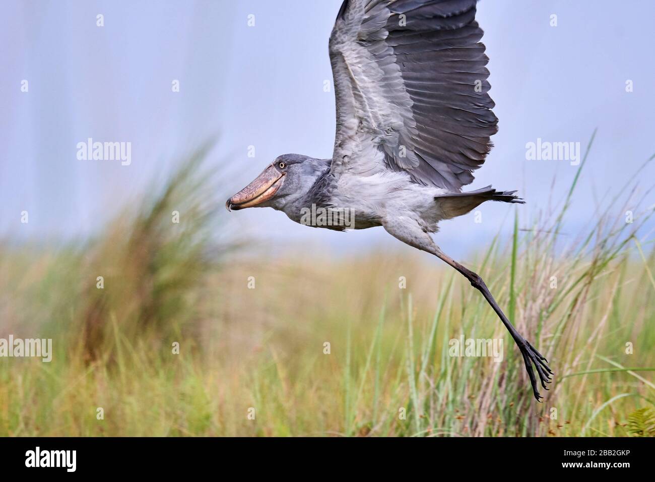 African Shoebill Flying