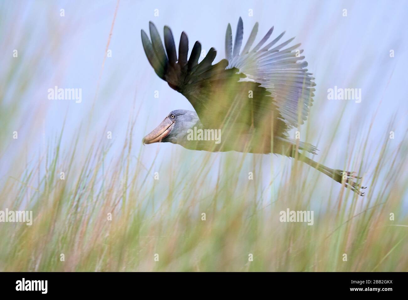 African Shoebill Flying