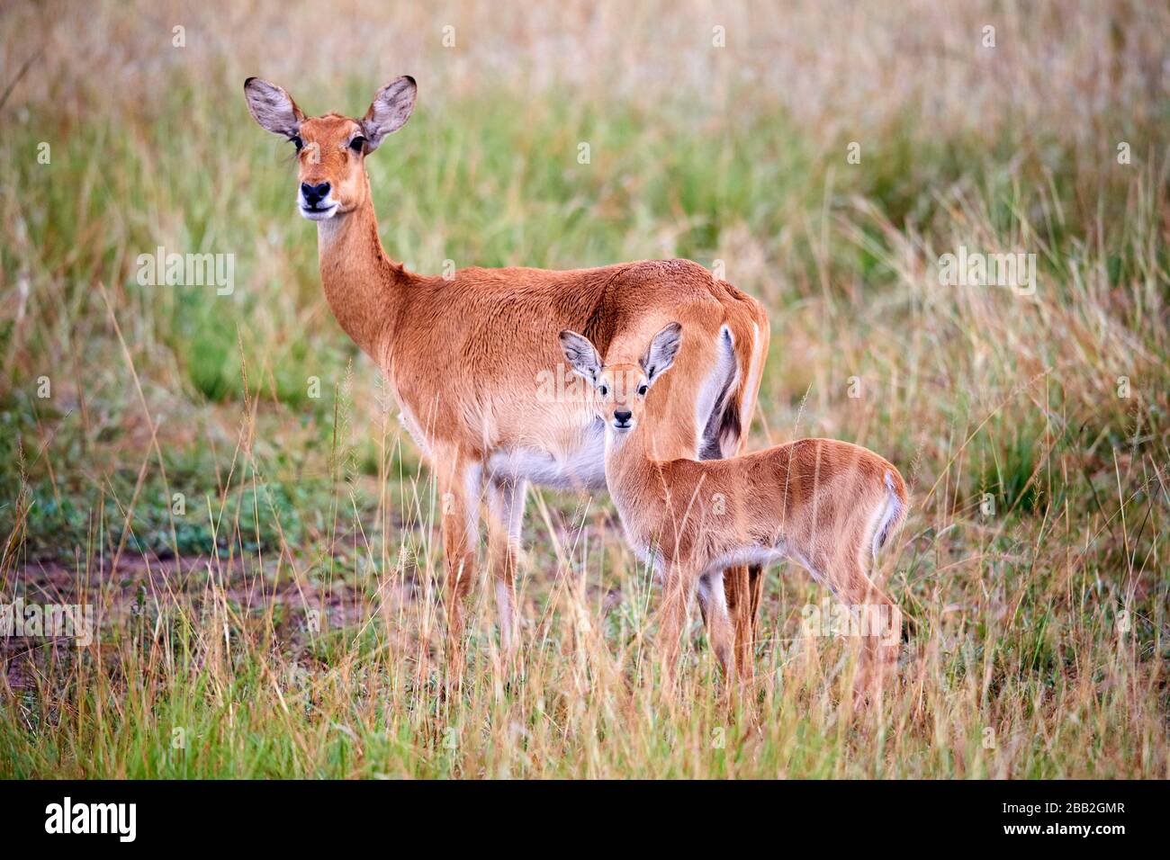 Elizabeth baby hi-res stock photography and images - Alamy