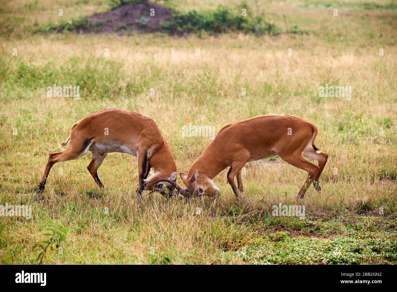 Male uganda kob hi-res stock photography and images - Alamy