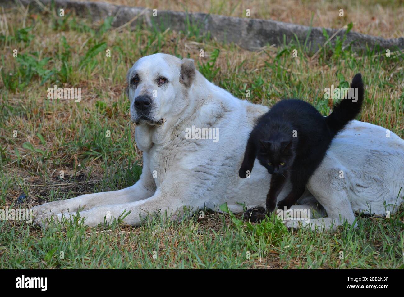White big alabai shepherd dog with black cat playing on him. Farm ...