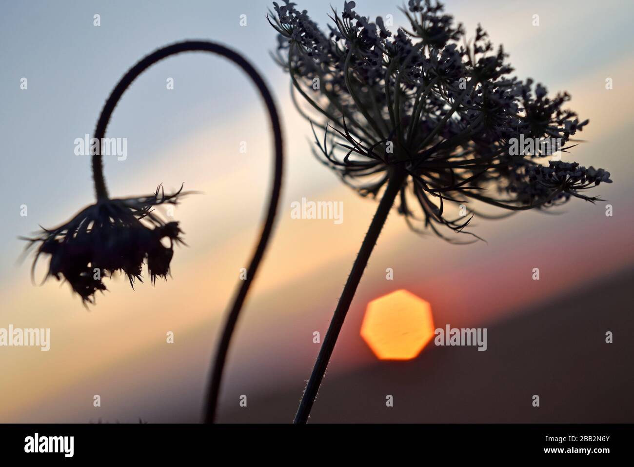 Umbellifer apiaceae High Resolution Stock Photography and Images - Alamy