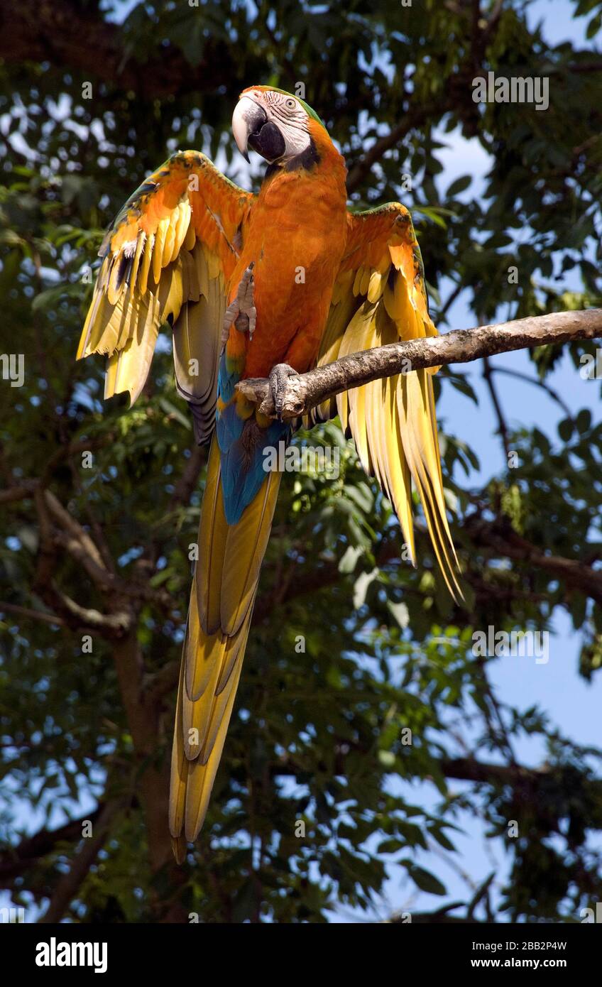 Scarlet macaw sitting on a branch with it's wings open Stock Photo - Alamy
