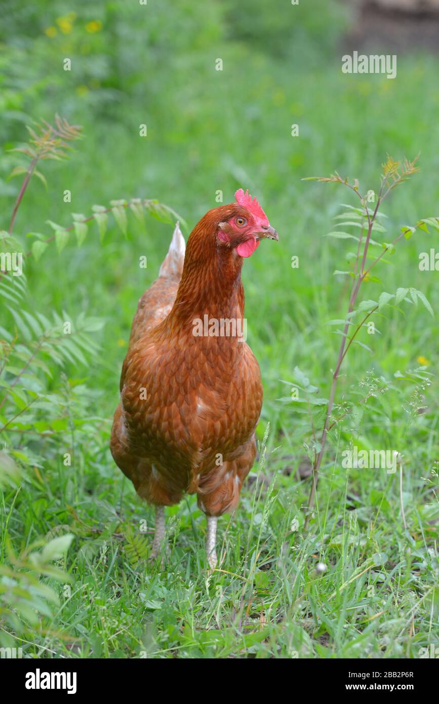 Brown chicken bird walking in the tall green grass in summer free Stock ...