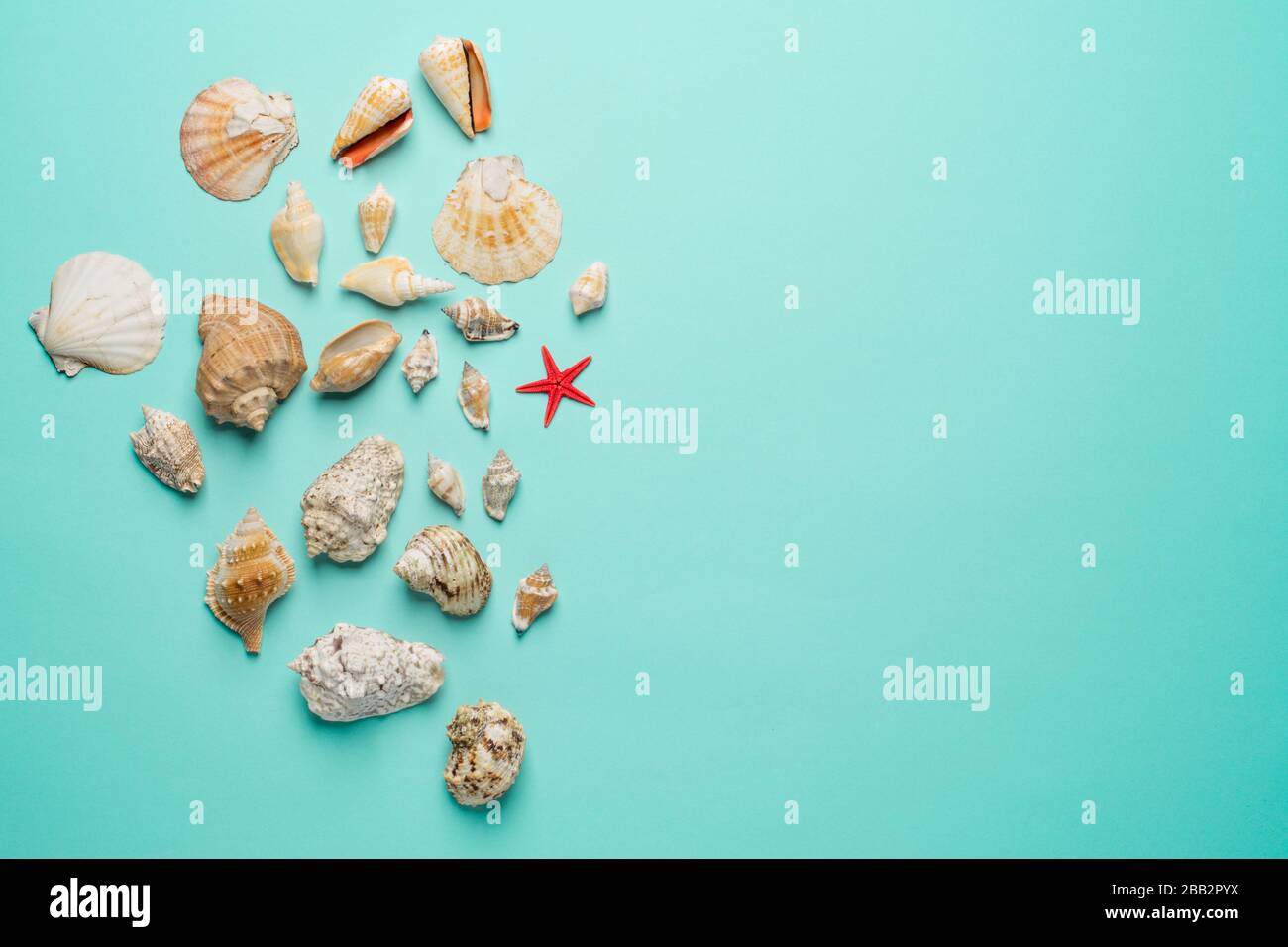 Flat lay. Top view. Frame of shells of various kinds on a blue ...