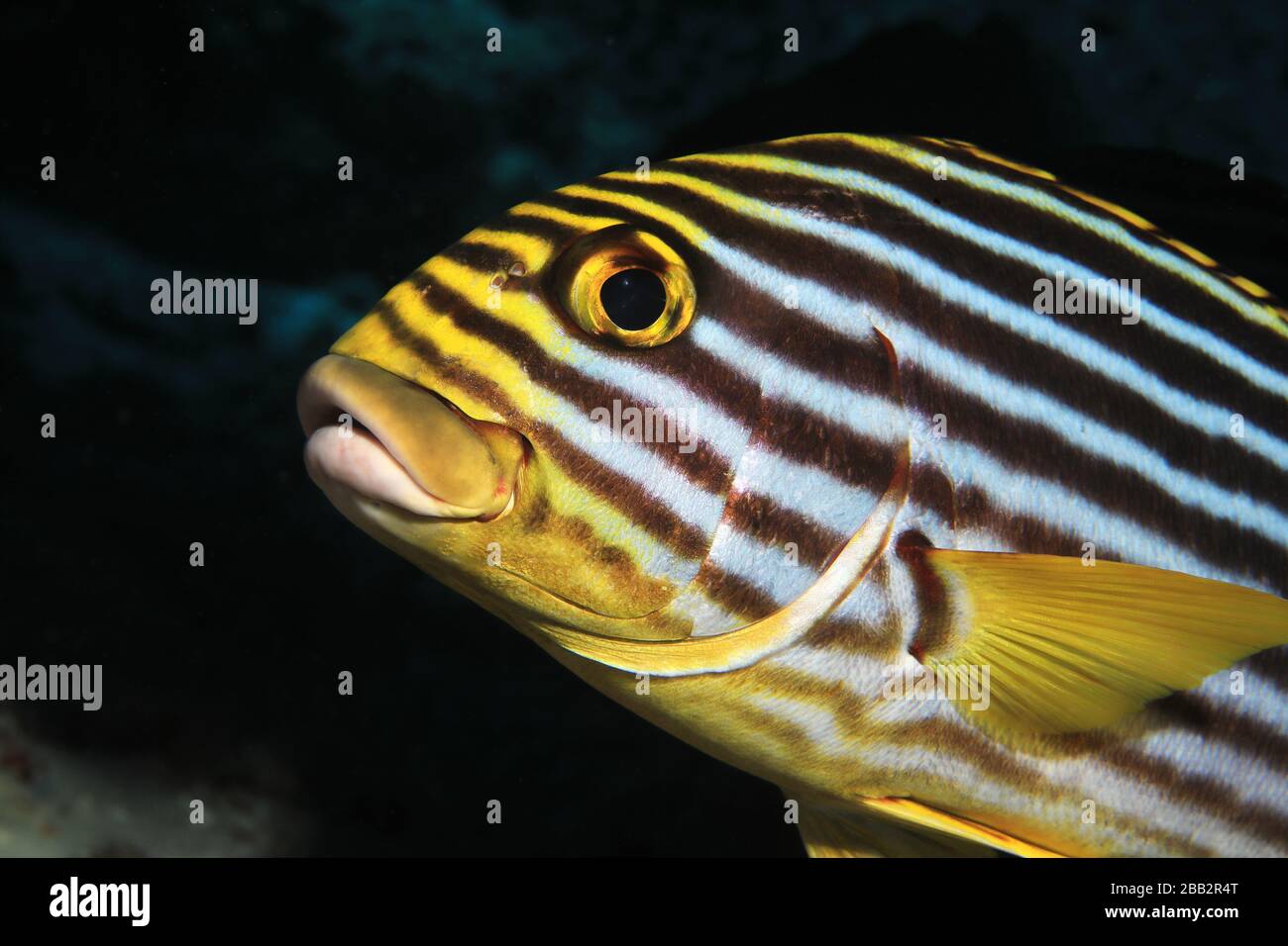 Oriental sweetlips fish (Plectorhinchus orientalis) underwater in the ...