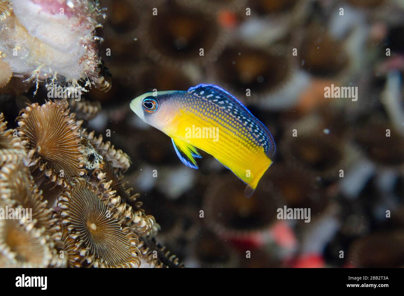 Dottyback High Resolution Stock Photography and Images - Alamy