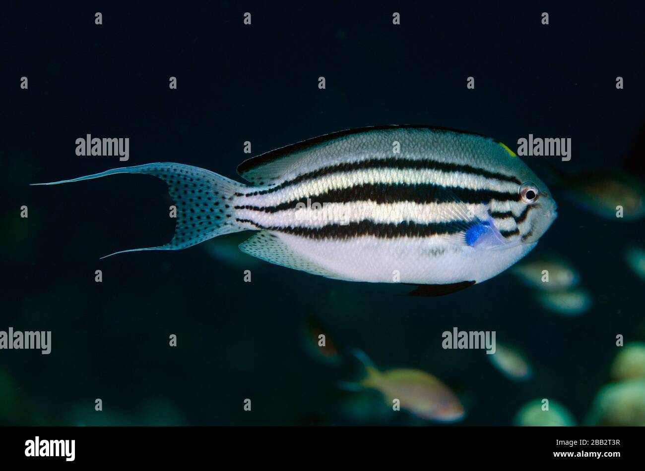 Blackstriped angelfish genicanthus lamarck hi-res stock photography and ...
