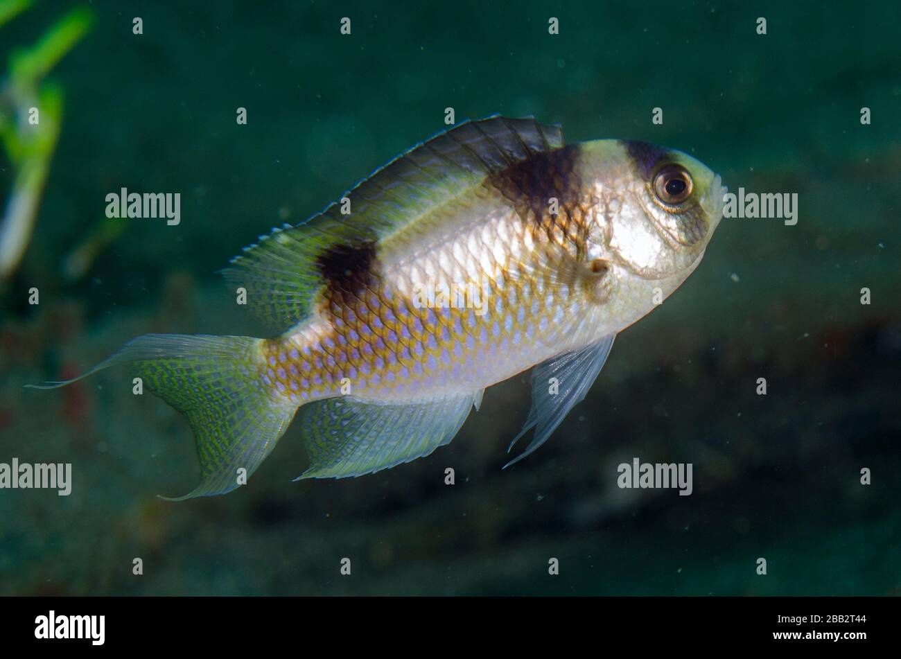 Black Reef Stock Photos & Black Reef Stock Images - Alamy