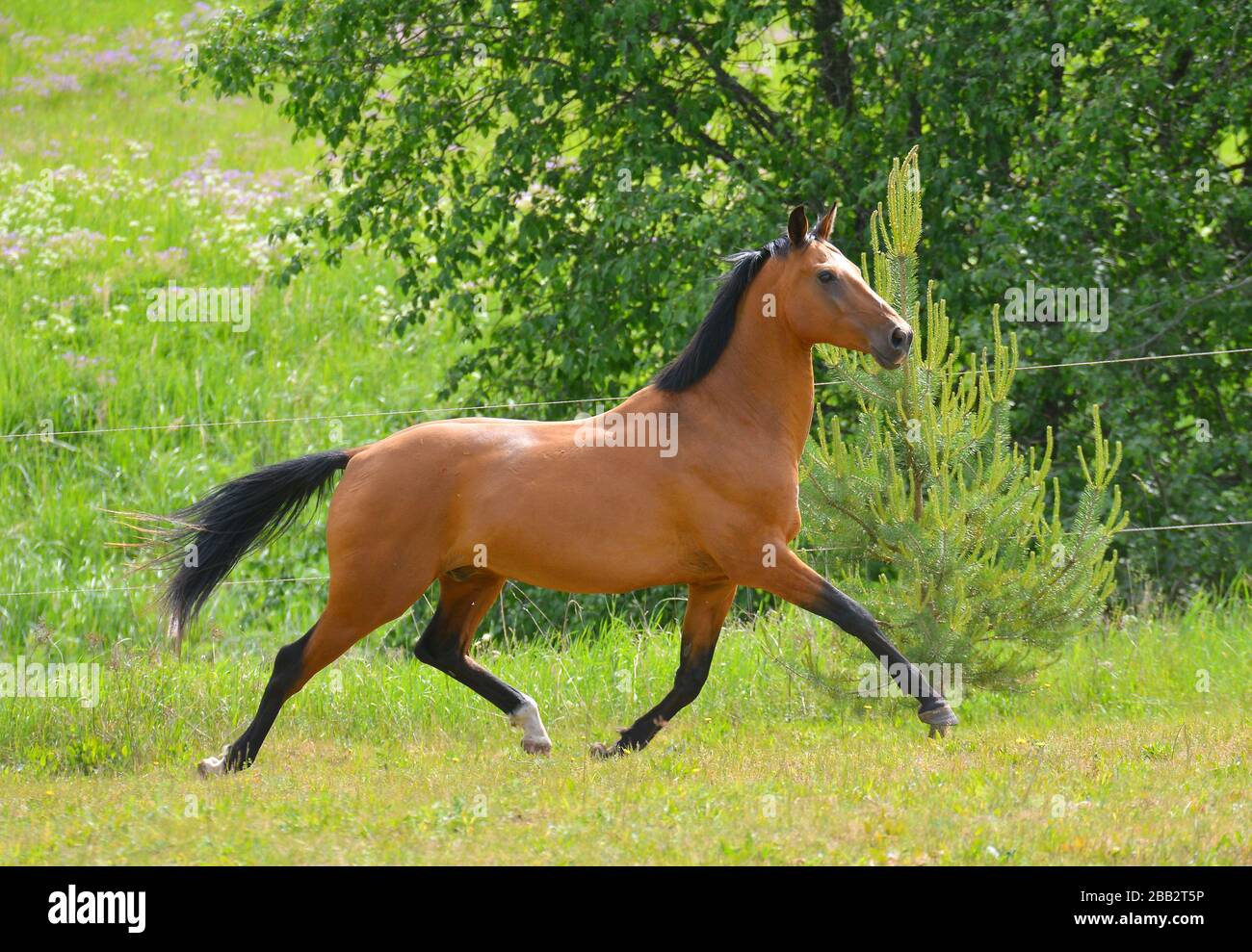 Trot in the park hi-res stock photography and images - Alamy