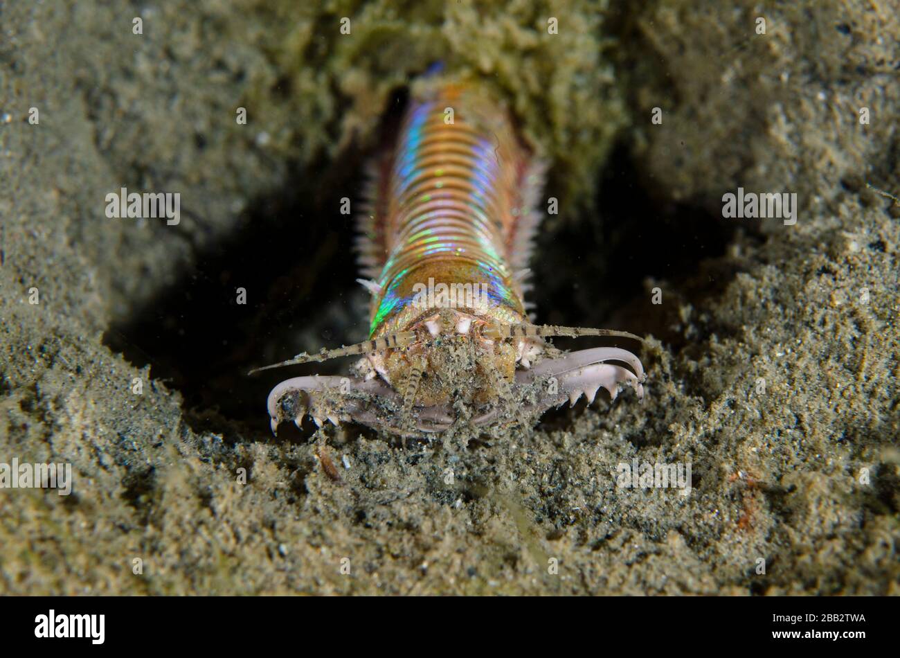 Jaw worm hi-res stock photography and images - Alamy