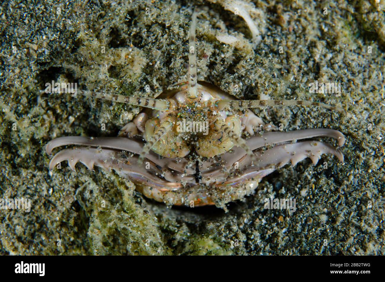 Jaw worm hi-res stock photography and images - Alamy