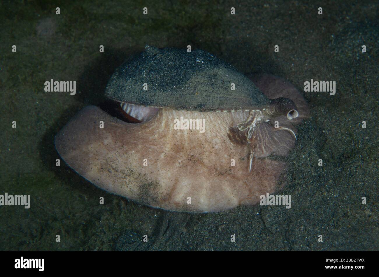 Snail mantle hi-res stock photography and images - Alamy