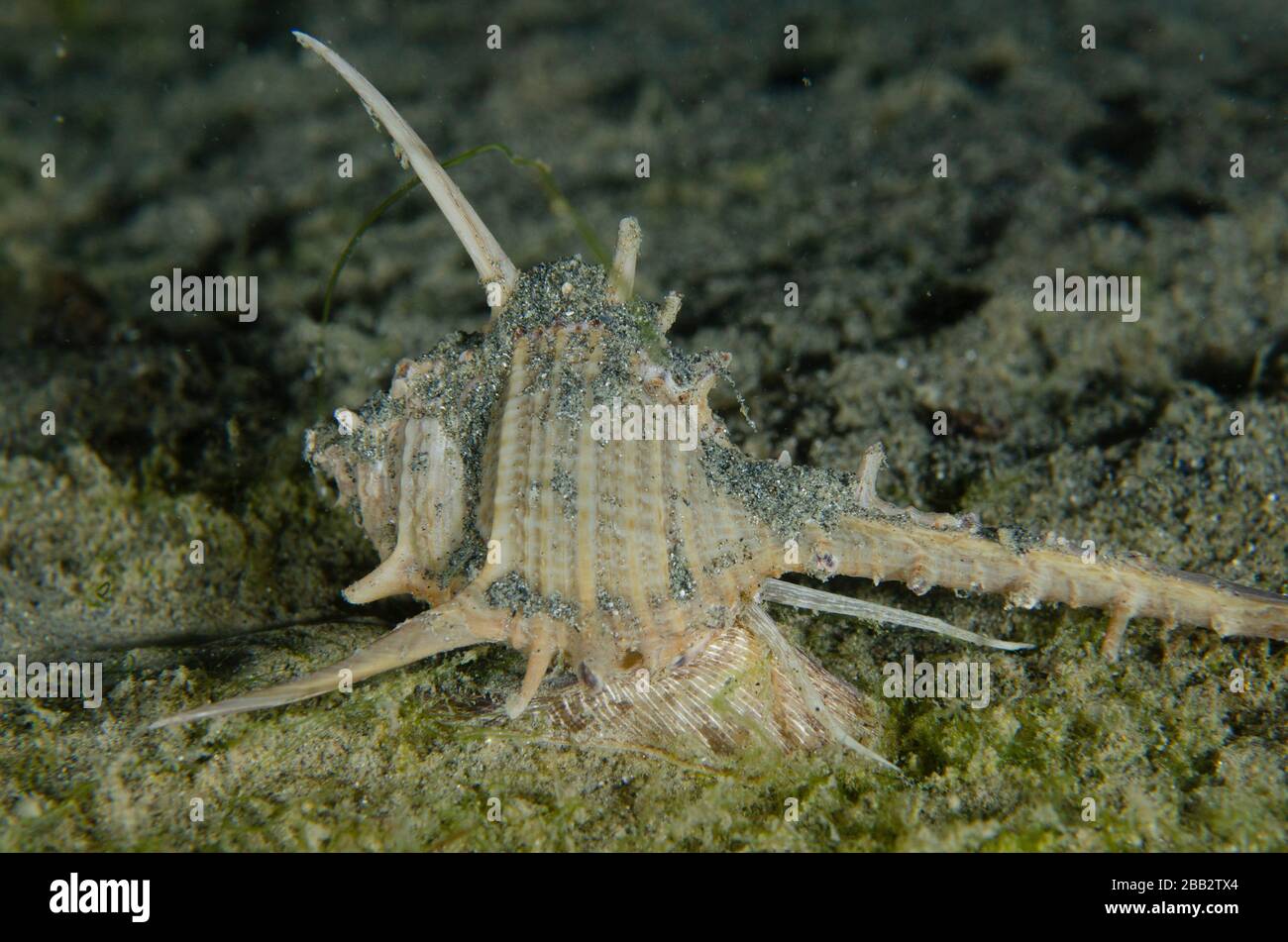 Murex Mollusc Shell High Resolution Stock Photography and Images - Alamy