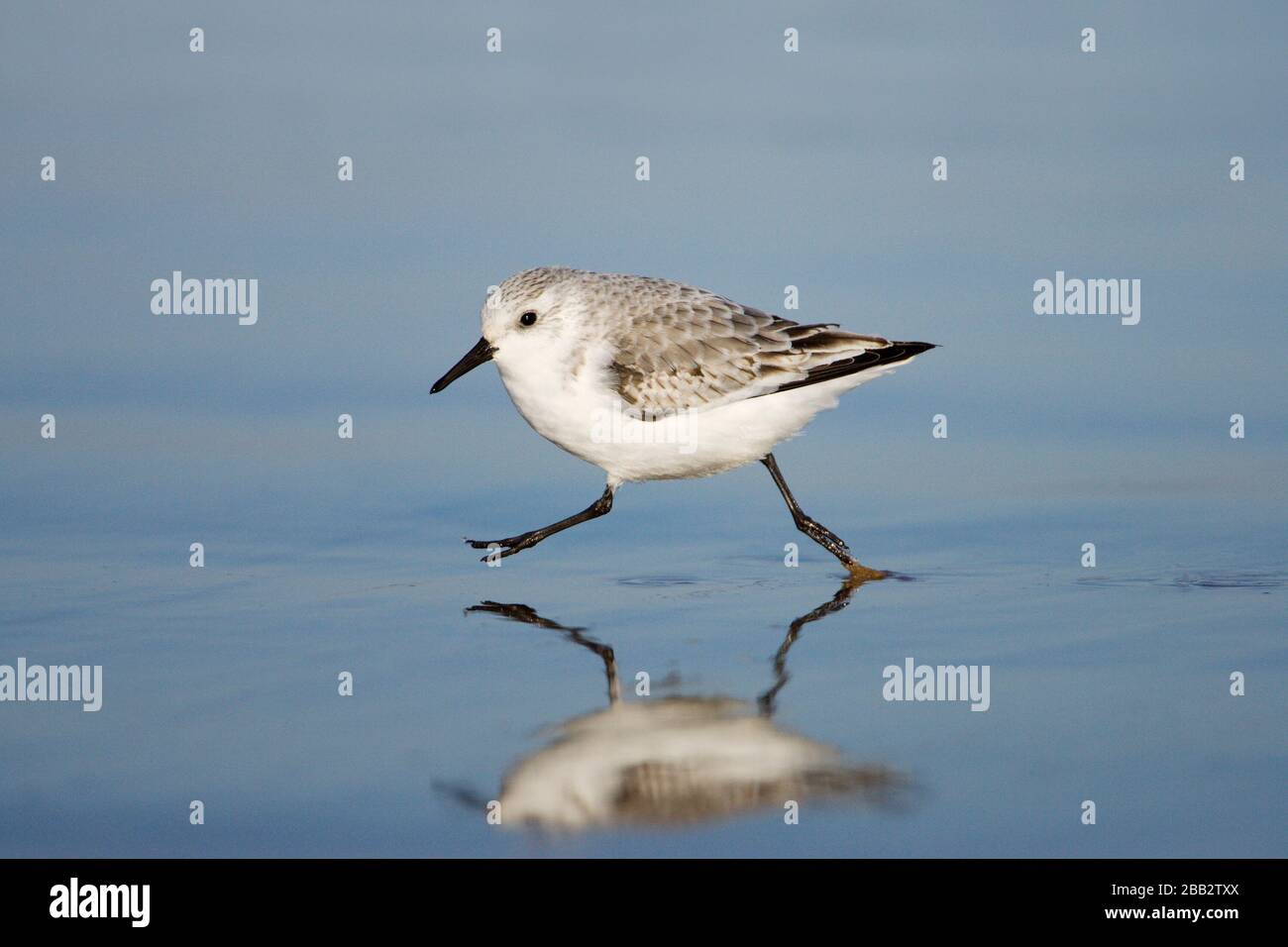 Sanderling (Calidris alba) running along shore at Donna Nook ...