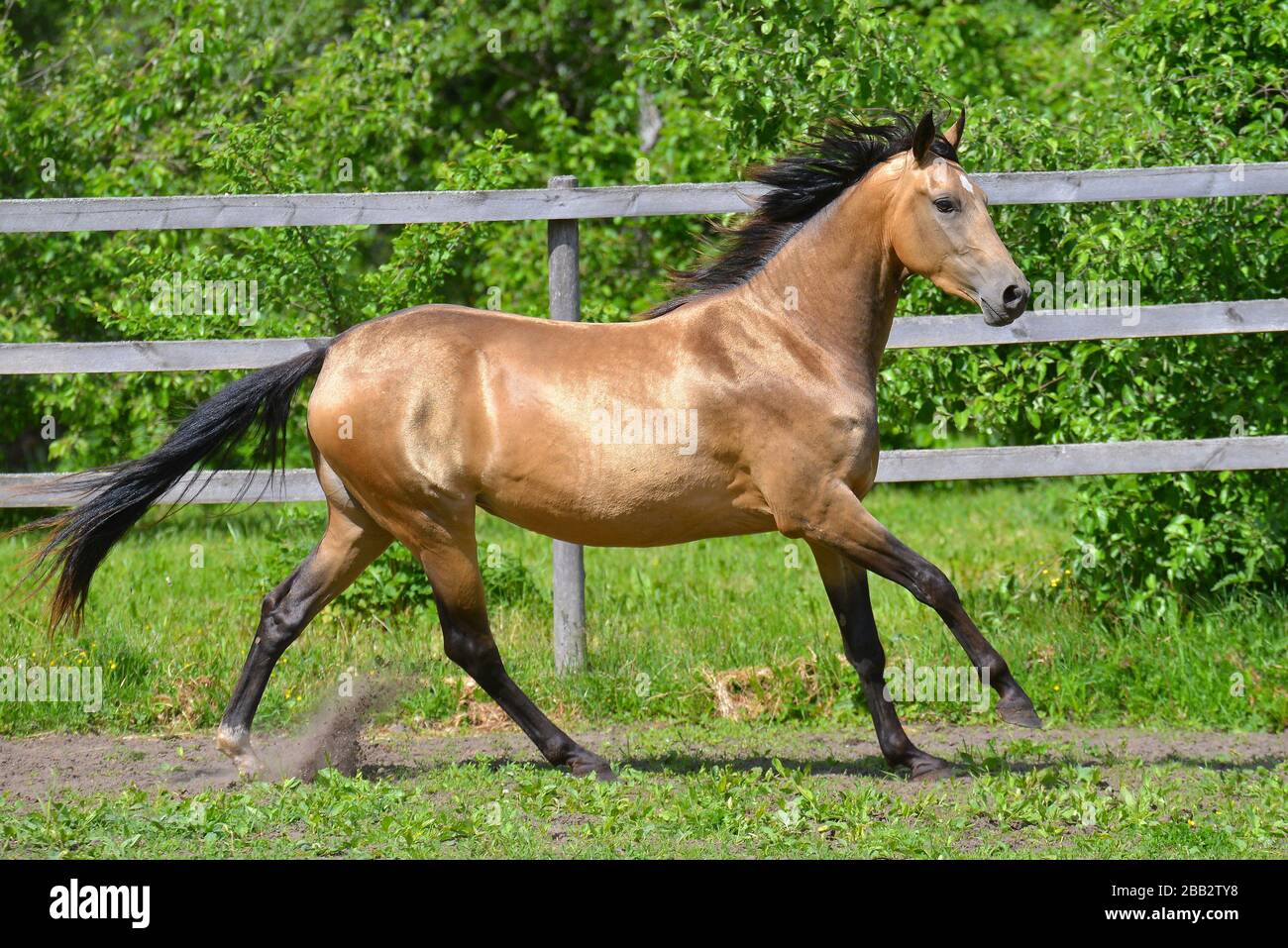Buckskin akhal teke breed horse running in gallop outside in the ...