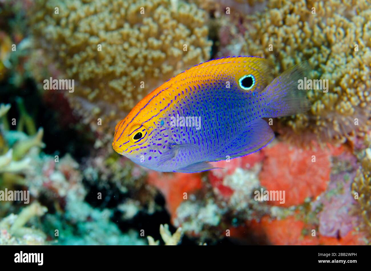 Princess damsel fish High Resolution Stock Photography and Images - Alamy