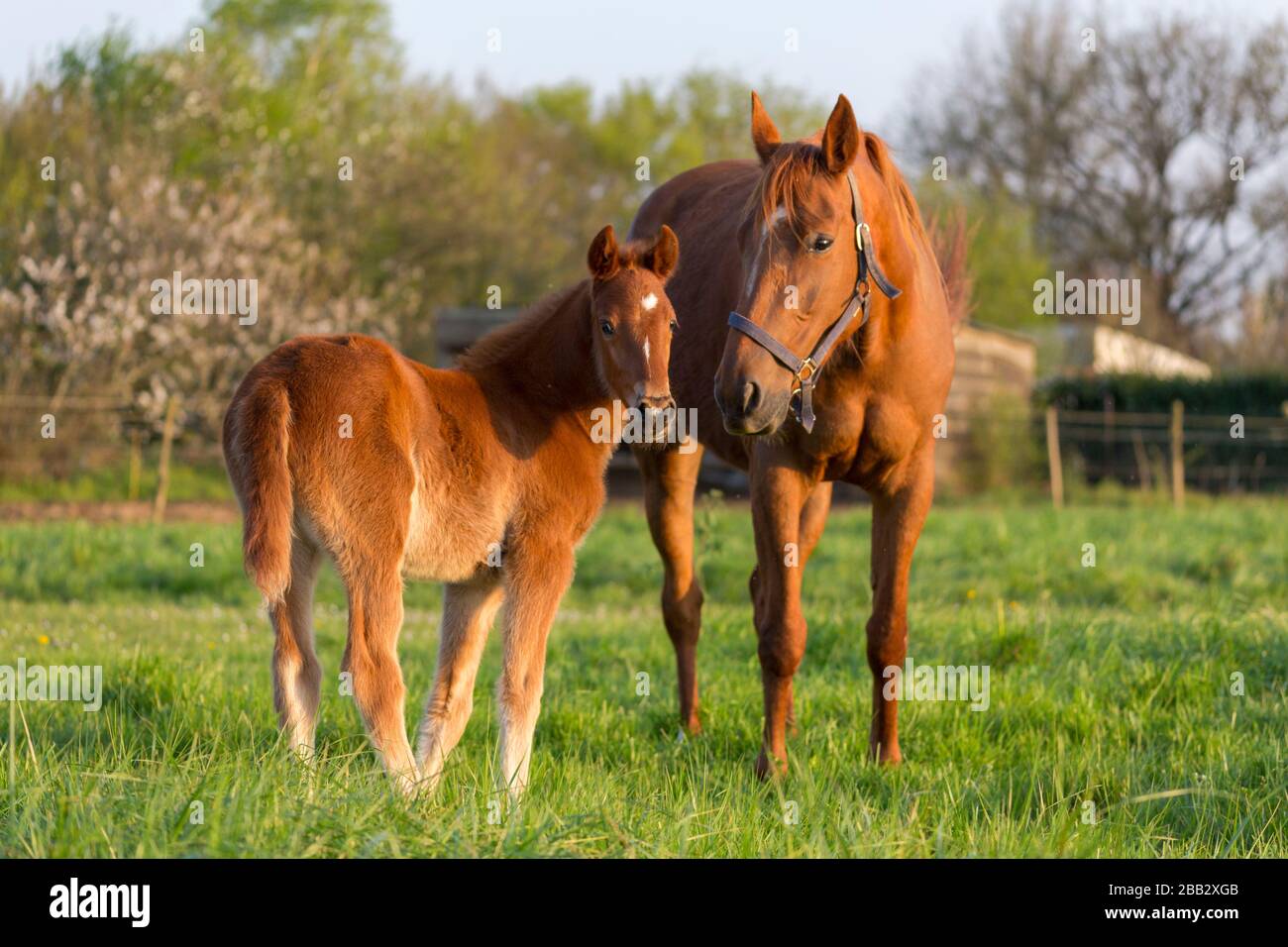 Foal mare in field hi-res stock photography and images - Alamy