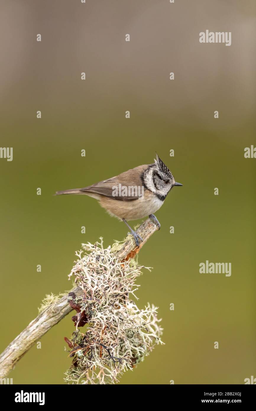 Crested Tit, (Lophophanes cristatus) perched on a branch Stock Photo ...