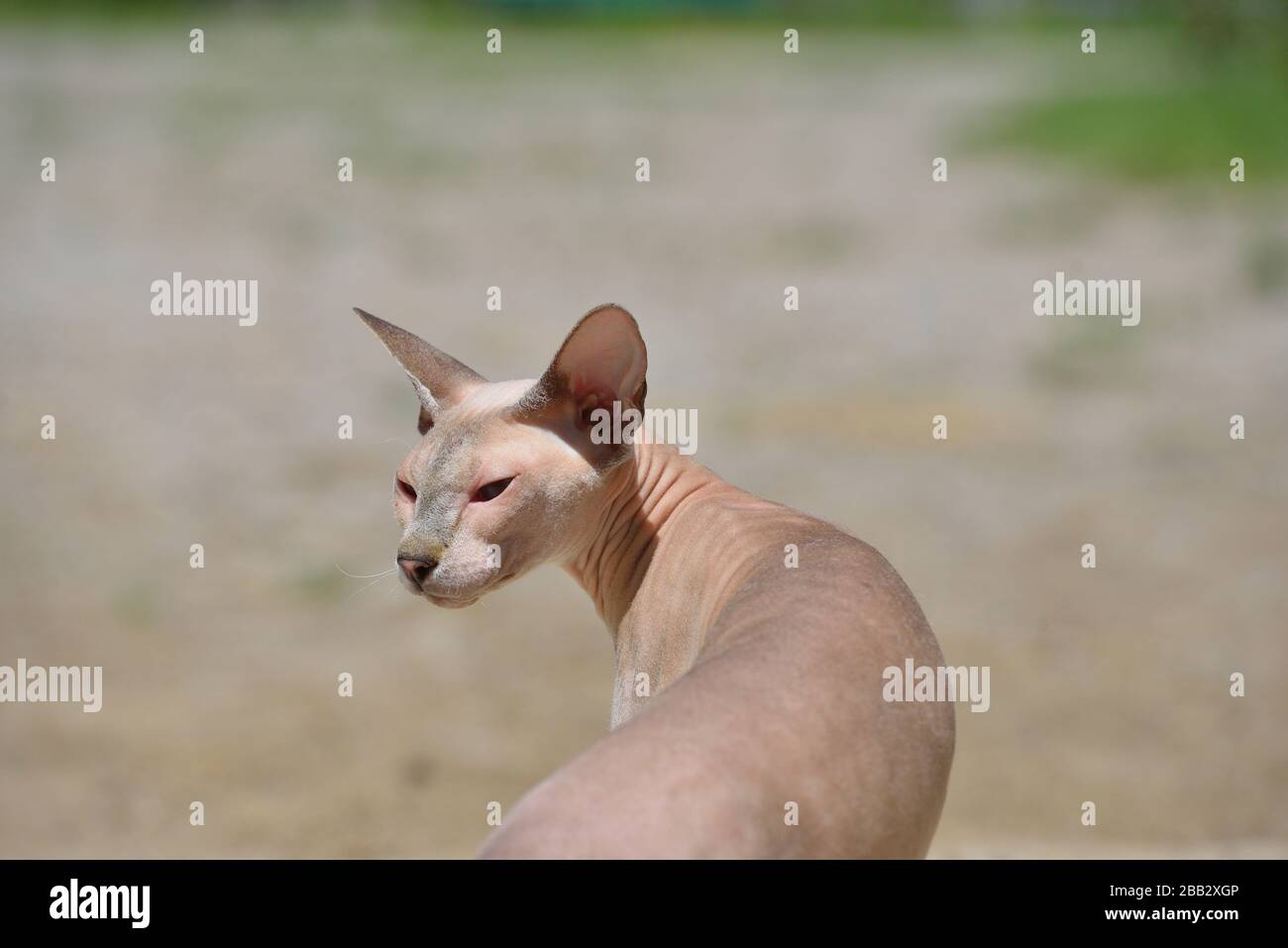 Lilac point sphynx oriental cat. Animal portrait Stock Photo - Alamy
