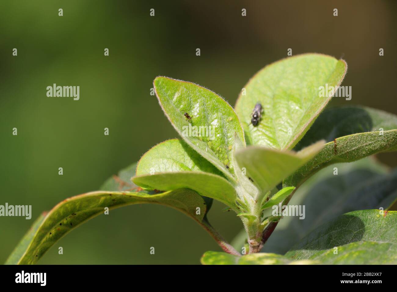 Fungus gardening ant hi-res stock photography and images - Alamy
