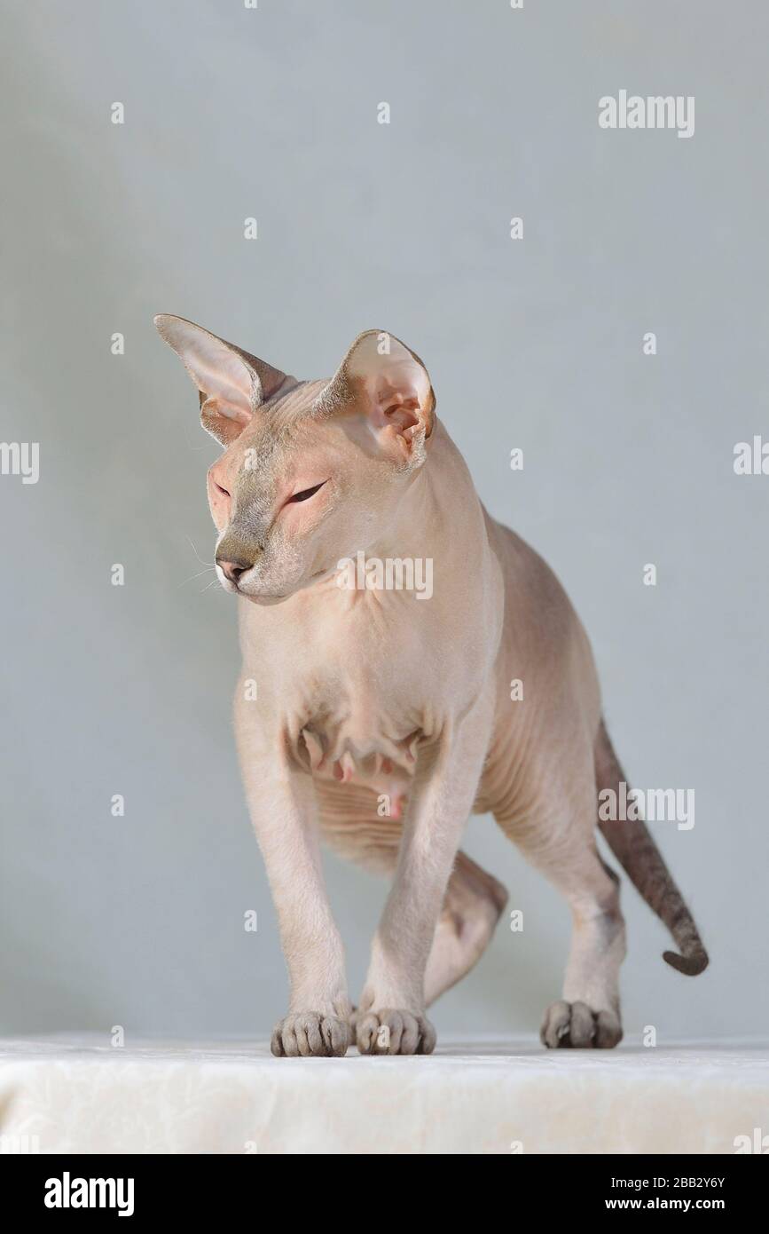 Lilac point sphynx oriental cat. Animal portrait Stock Photo - Alamy