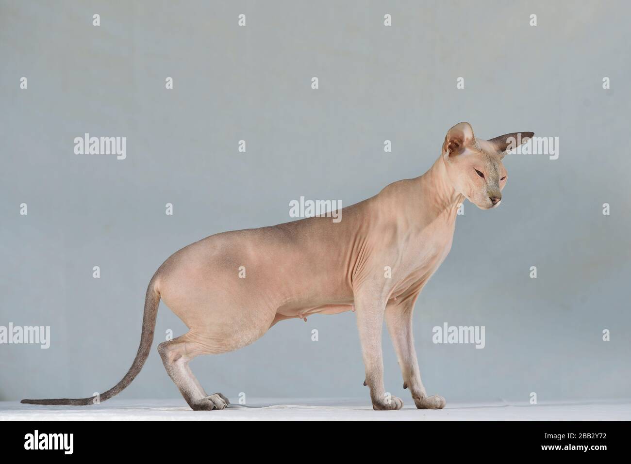 Lilac point sphynx oriental cat. Animal portrait Stock Photo - Alamy