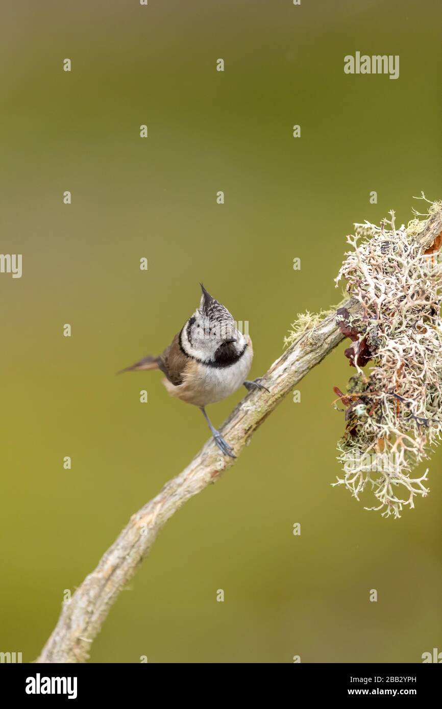 Crested Tit, (Lophophanes cristatus) perched on a branch Stock Photo ...