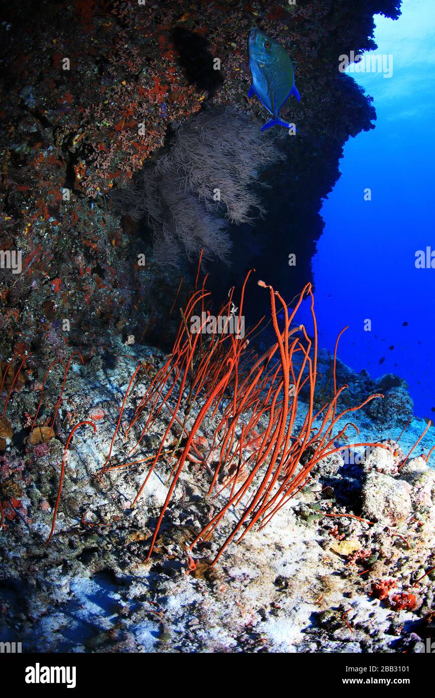 Beautiful red Sea whip corals (Junceella juncea) underwater in the ...