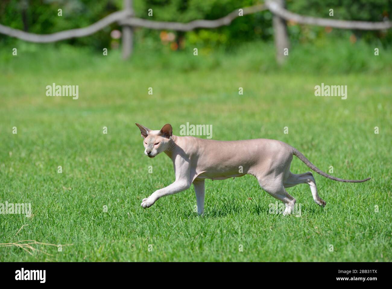 Cat sneaking hi-res stock photography and images - Alamy