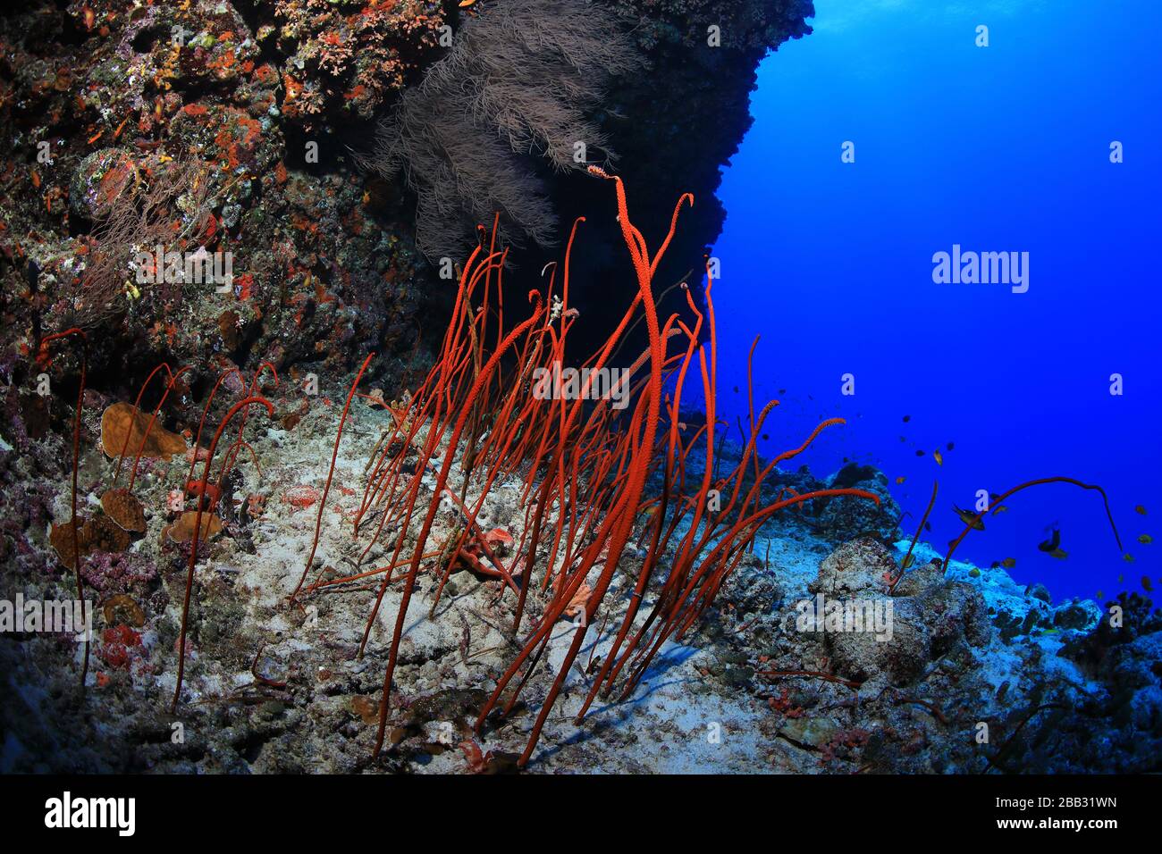 Beautiful red Sea whip corals (Junceella juncea) underwater in the ...
