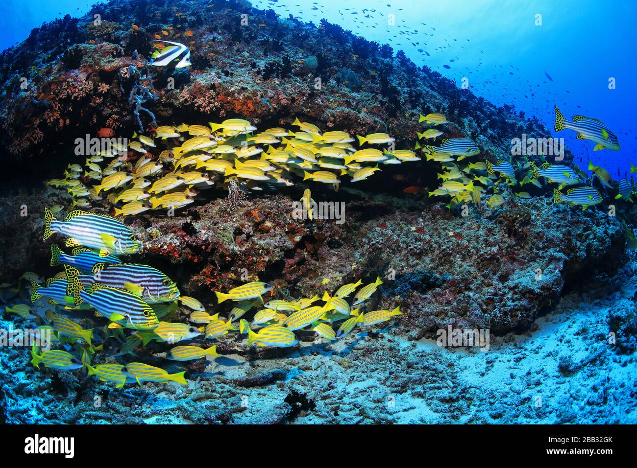Beautiful tropical coral reef and shoal of colorful fish underwater in ...