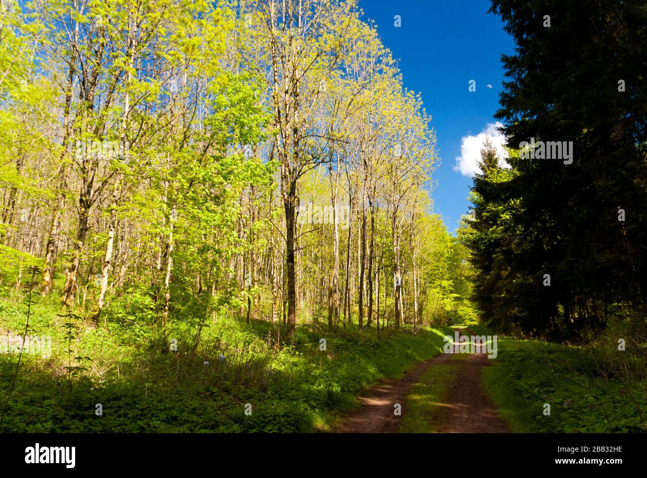 Beech Trees in the Eifel, Germany Stock Photo - Alamy