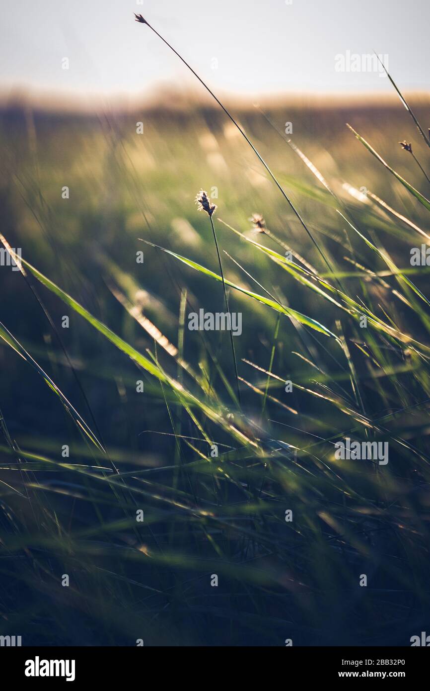 macro photography of green vegetation in outdoor nature moving through ...