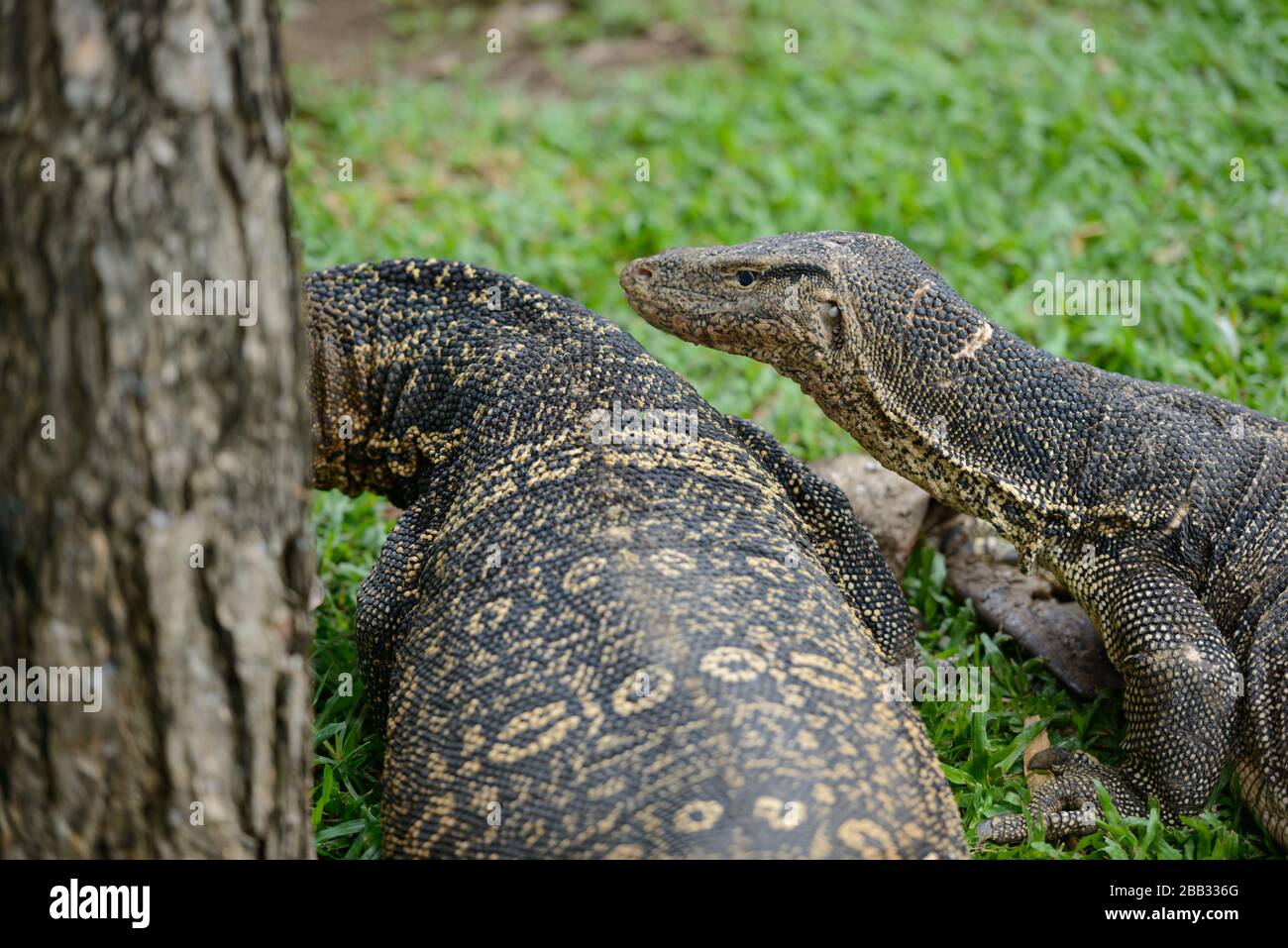 Two monitor lizards walking around the grass at the park Stock Photo ...