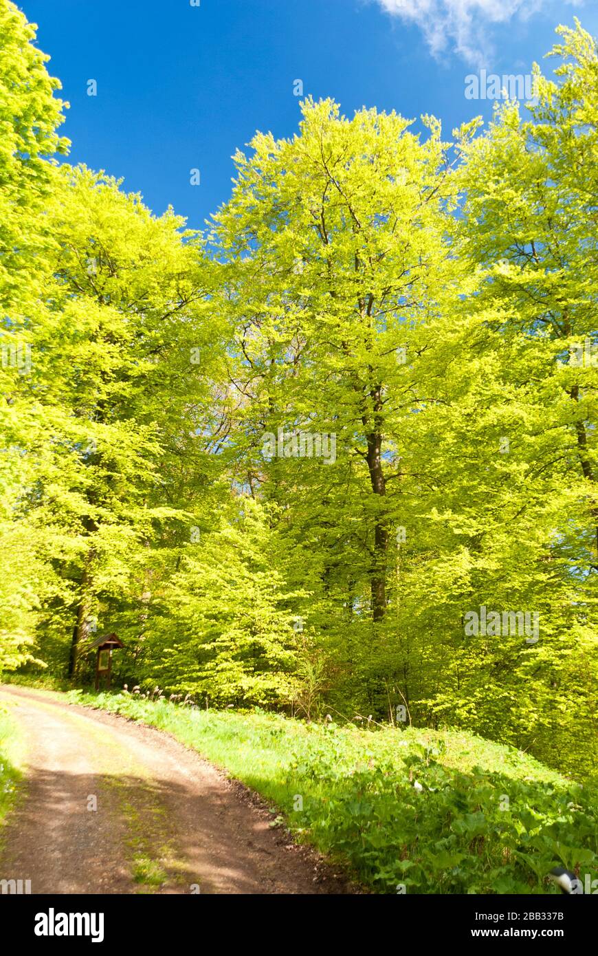 On the Hiking Trail Eifelsteig in the Eifel, Germany Stock Photo - Alamy