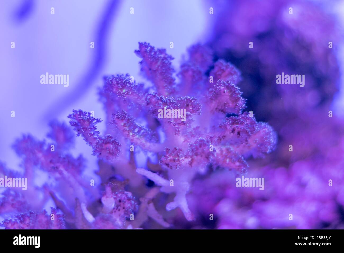 Beautiful sea flower in underwater world with corals and fish Stock ...