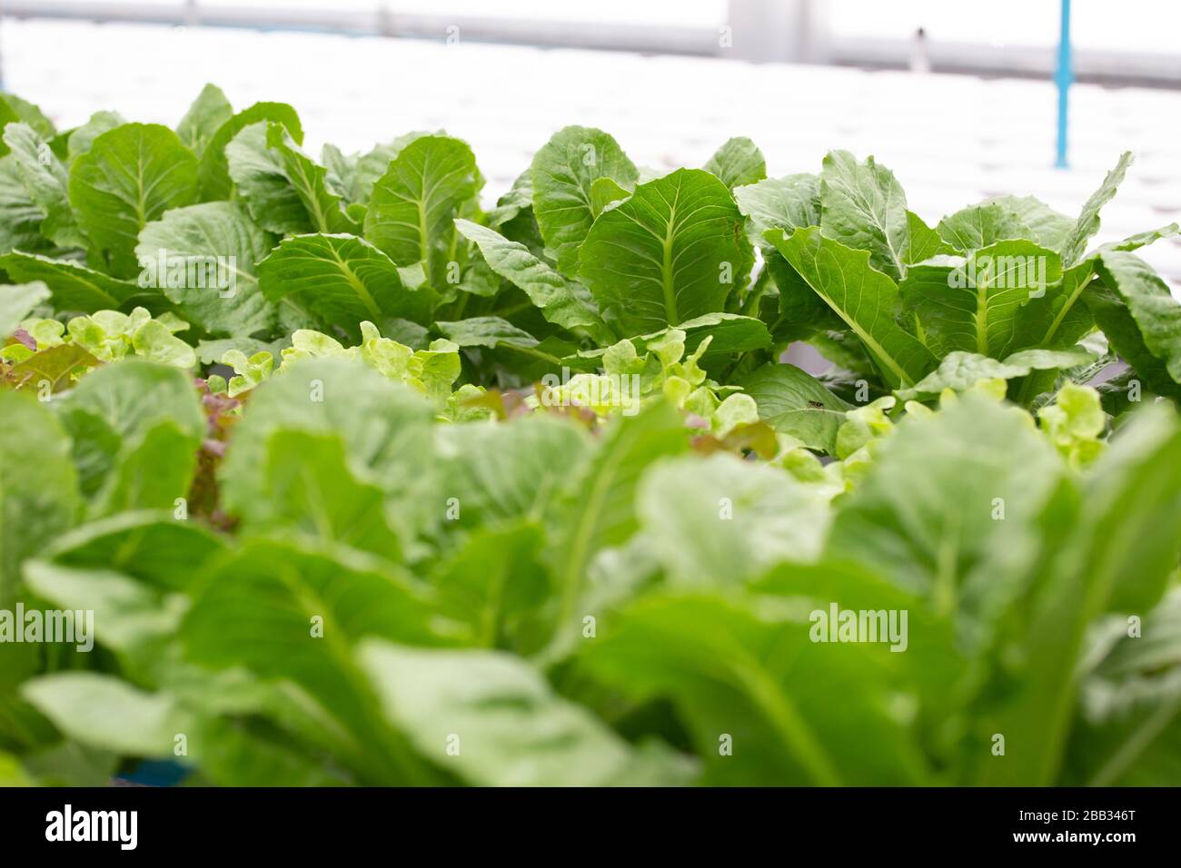 Organic Vegetables in organic farm. Vegetable farm Stock Photo - Alamy