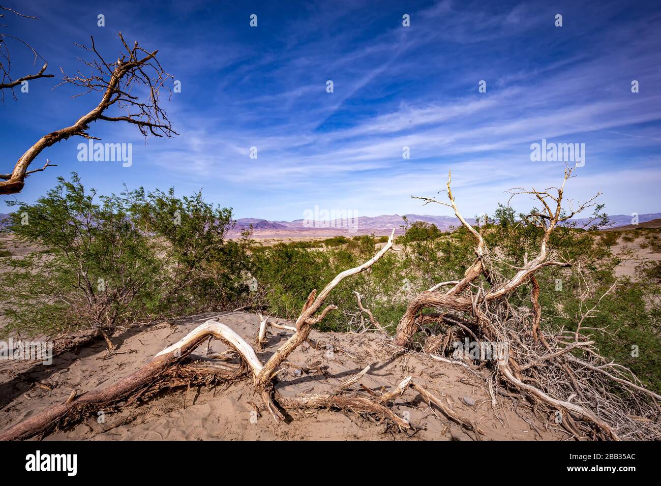 trees in desert, death valley national park, california, united states ...