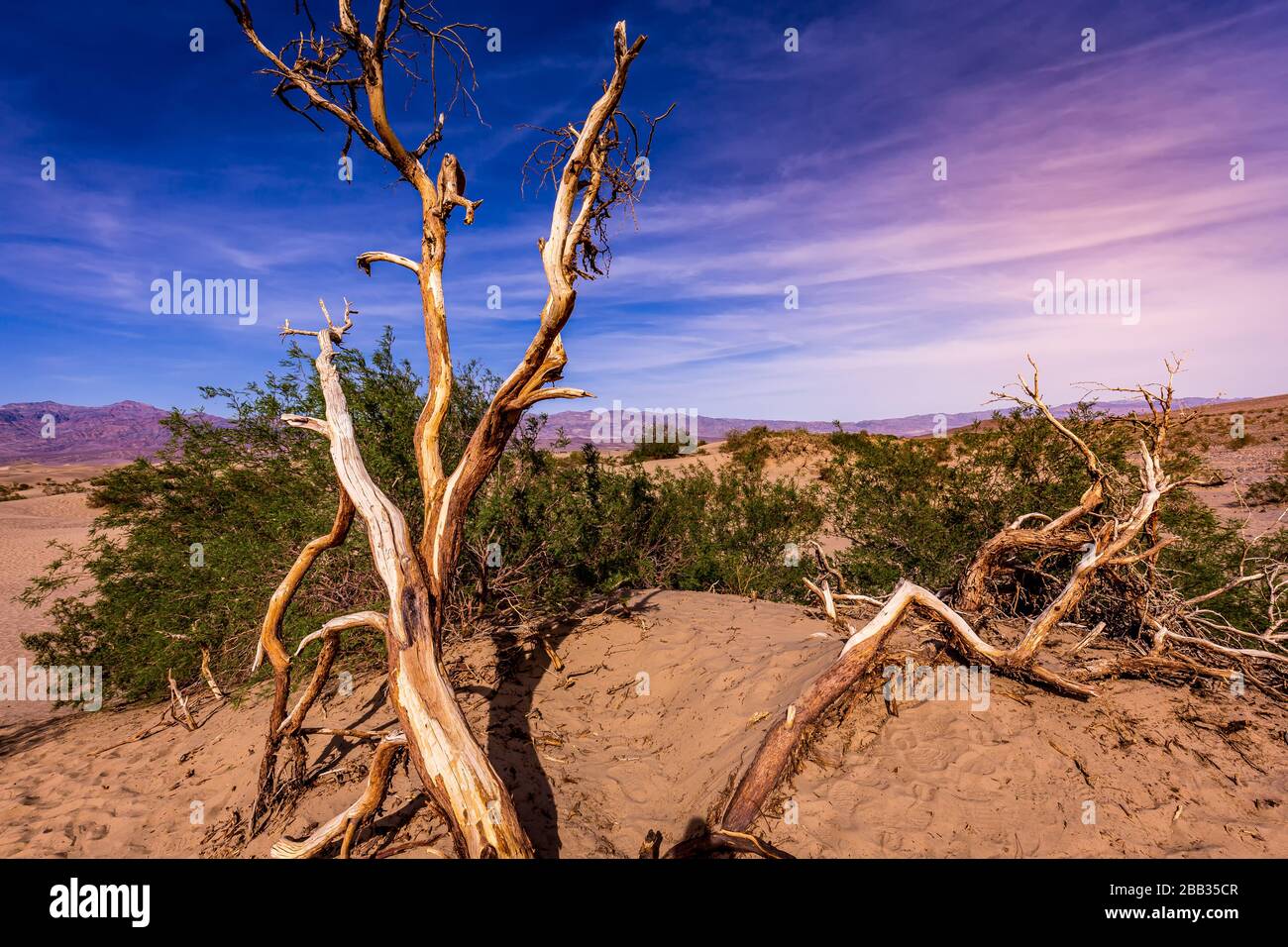 trees in desert, death valley national park, california, united states ...