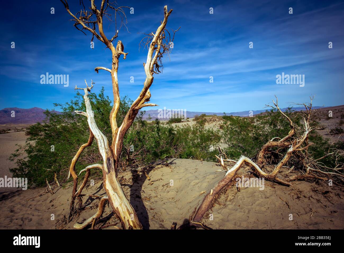 trees in desert, death valley national park, california, united states ...
