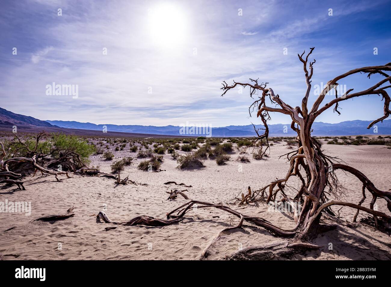 trees in desert, death valley national park, california, united states ...