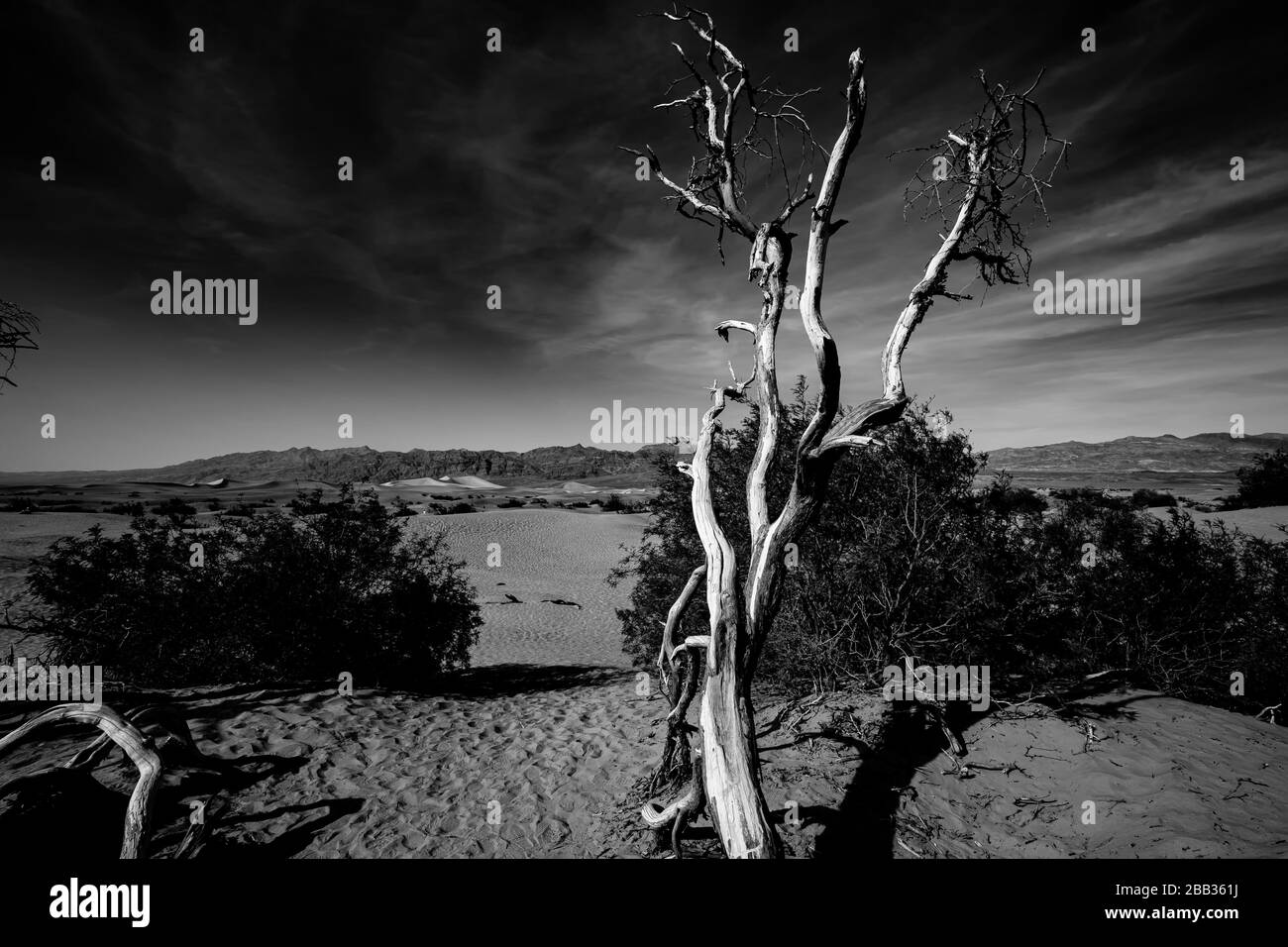 trees in desert, death valley national park, california, united states ...