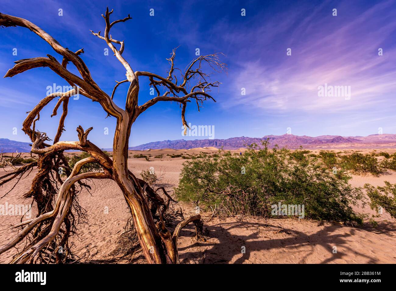 trees in desert, death valley national park, california, united states ...