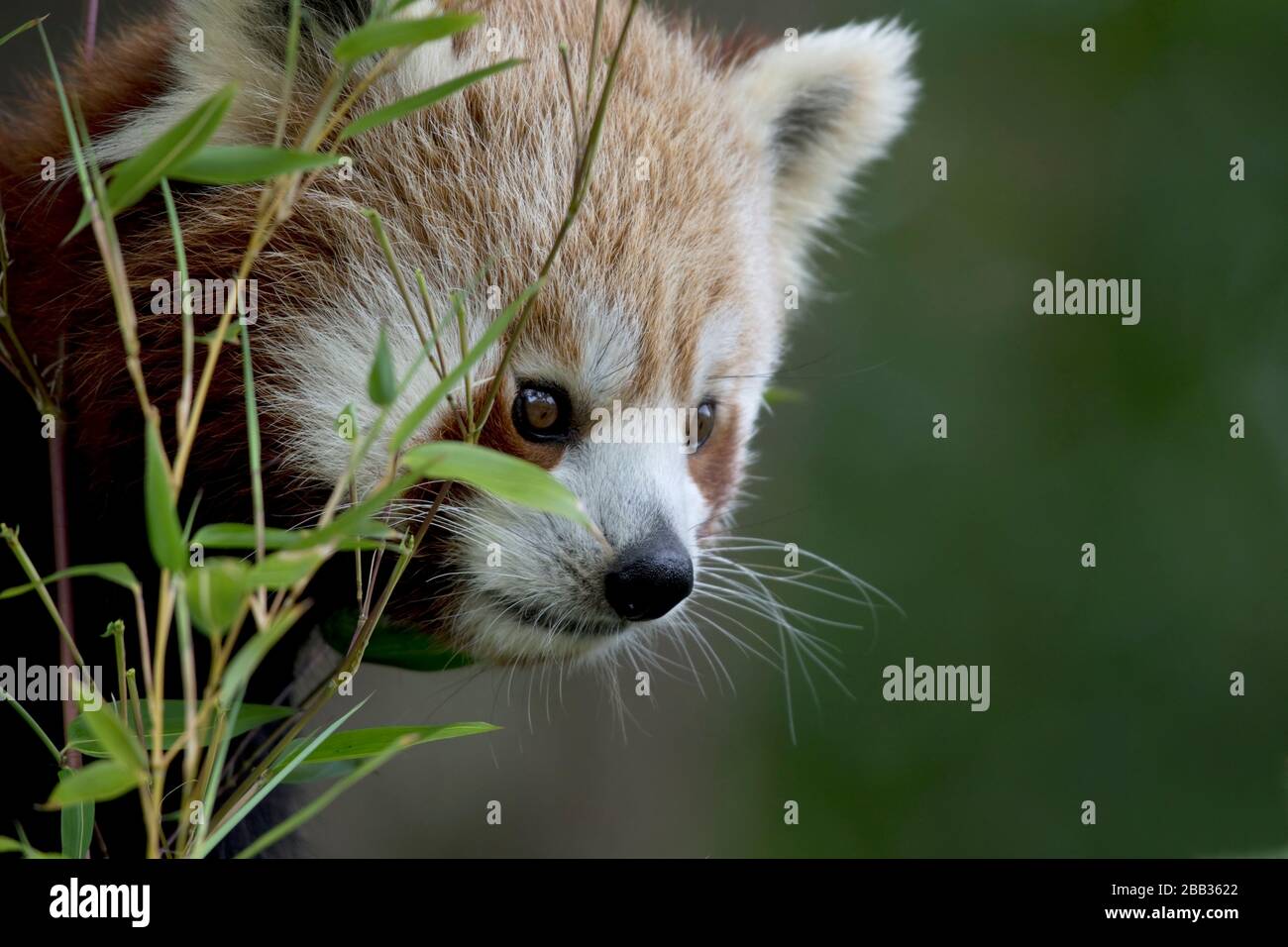 Red Panda Behind Some Foliage Stock Photo - Alamy