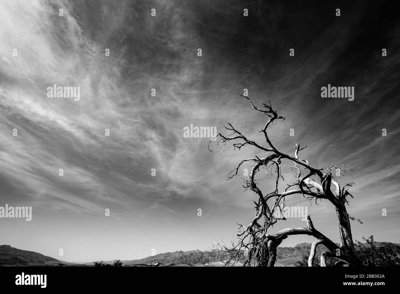 trees in desert, death valley national park, california, united states ...