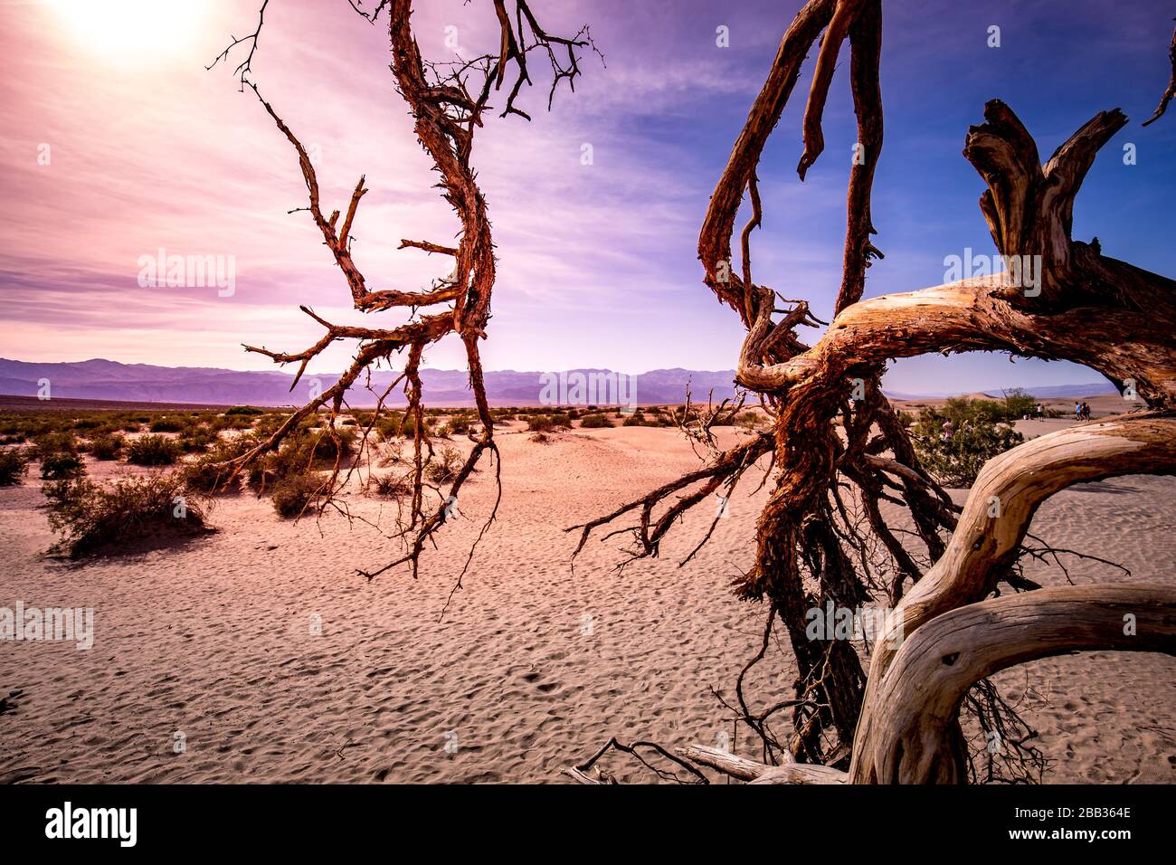 trees in desert, death valley national park, california, united states ...
