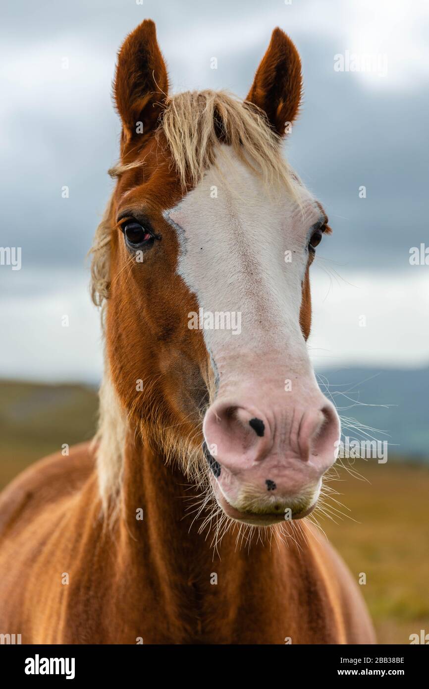 Welsh mountain pony Stock Photo - Alamy